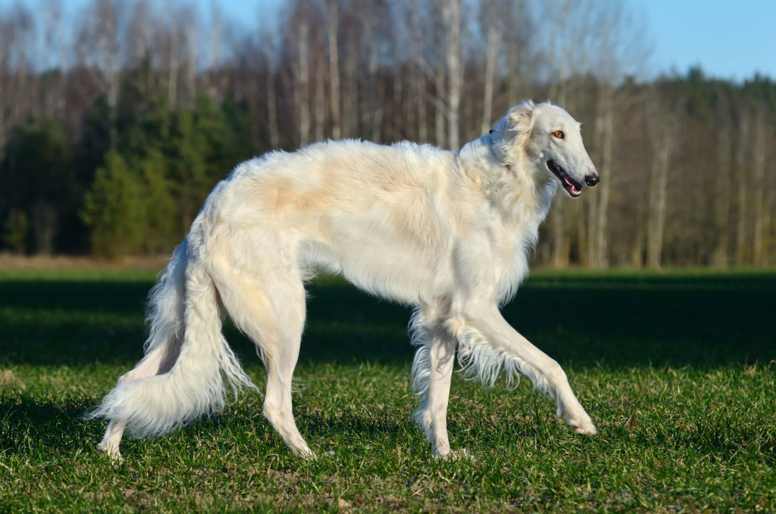 & Borzoi - Información De Raza De Perro, Foto, Cuidado, Historia ...