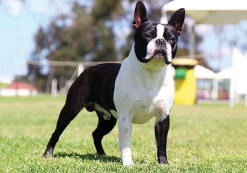 & Boston Terrier - Información De Raza De Perro, Foto, Cuidado, Historia - Fello.pet