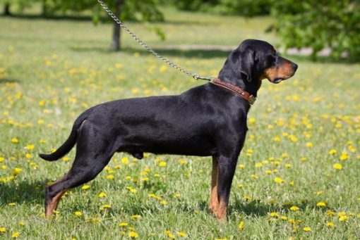 Lithuanian Hound - Dog Breed Information, Photo, Care, History - Fello.pet