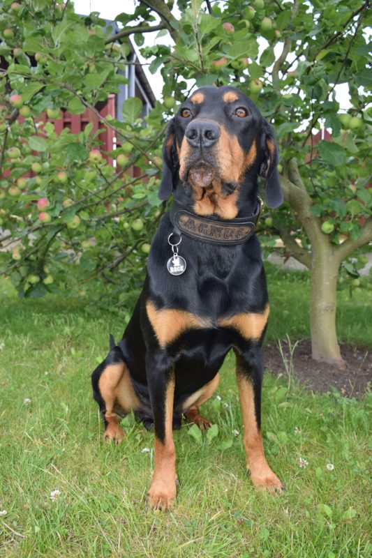 🐶 Lithuanian Hound - Dog Breed Information, Photo, Care, History ...