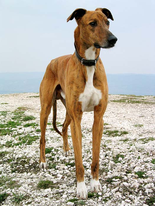 Magyar Agár - Dog Breed Information, Photo, Care, History - Fello.pet
