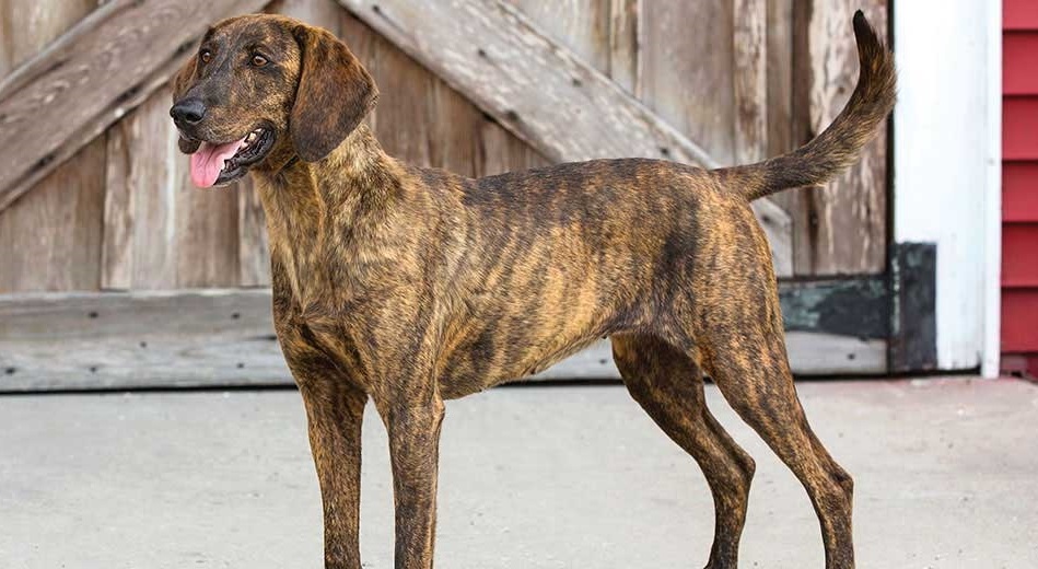 Plott Hound - Información De Raza De Perro, Foto, Cuidado, Historia ...