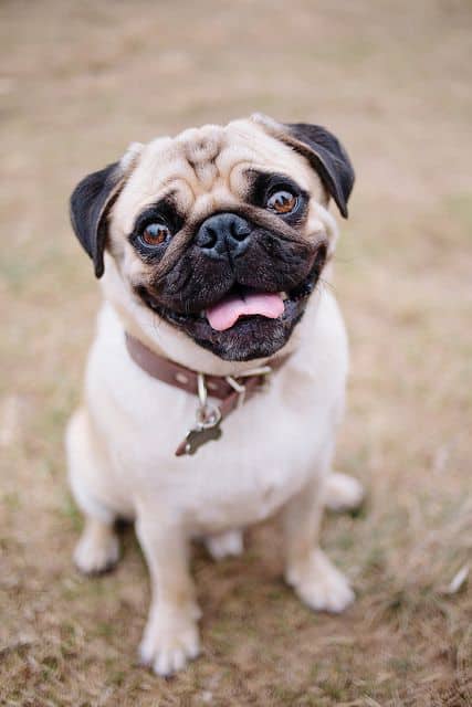 Pug - Dog Breed Information, Photo, Care, History - Fello.pet