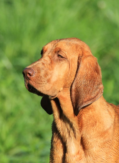 Redbone Coonhound - Dog Breed Information, Photo, Care, History - Fello.pet