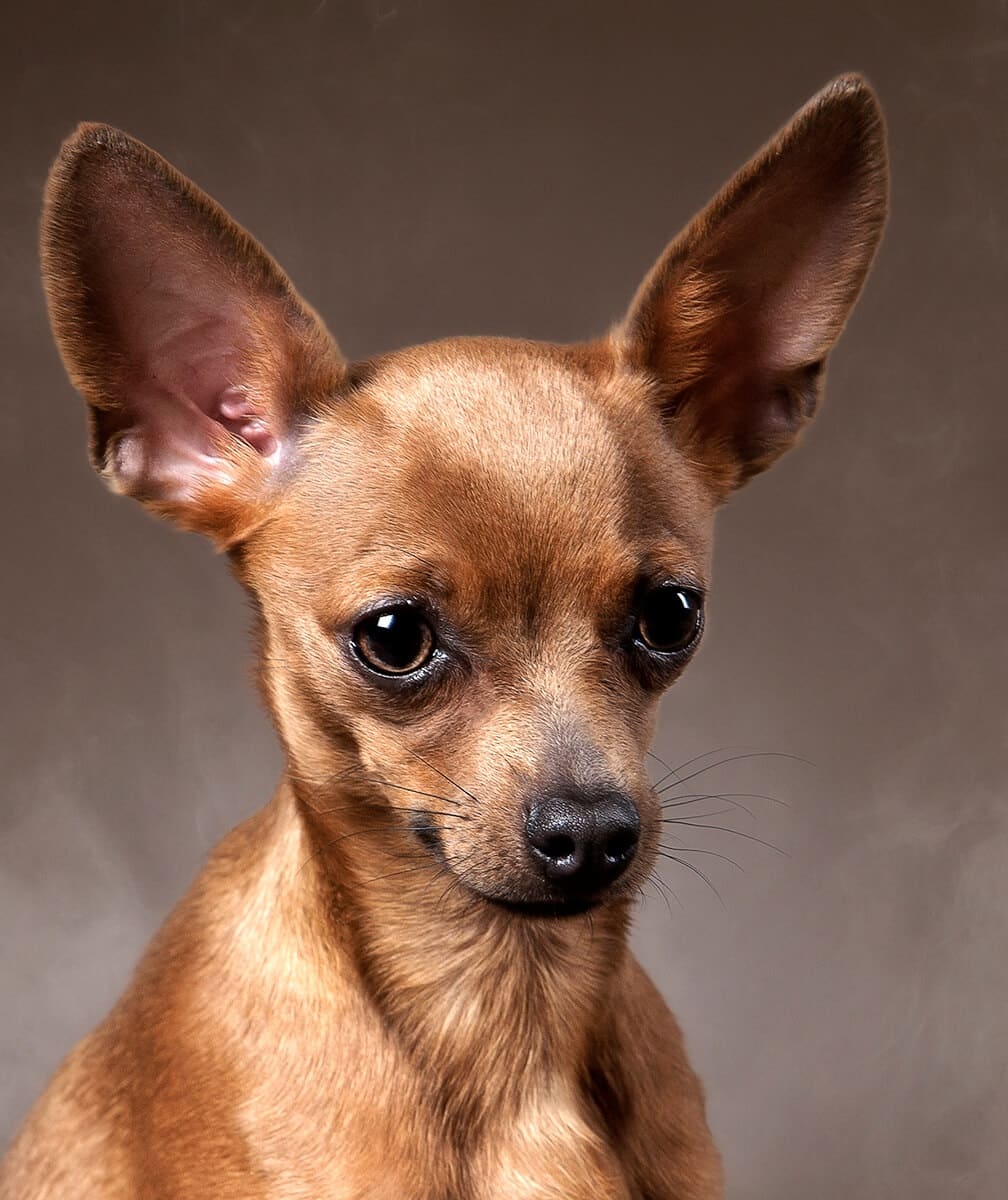 Russkiy Toy - Dog Breed Information, Photo, Care, History - Fello.pet