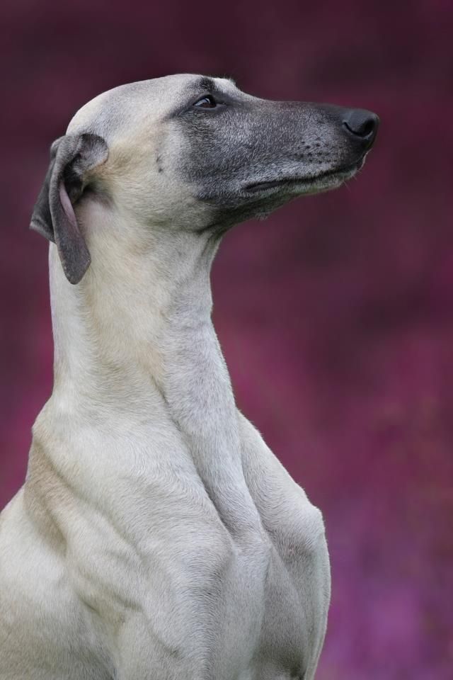 Sloughi - Dog Breed Information, Photo, Care, History - Fello.pet