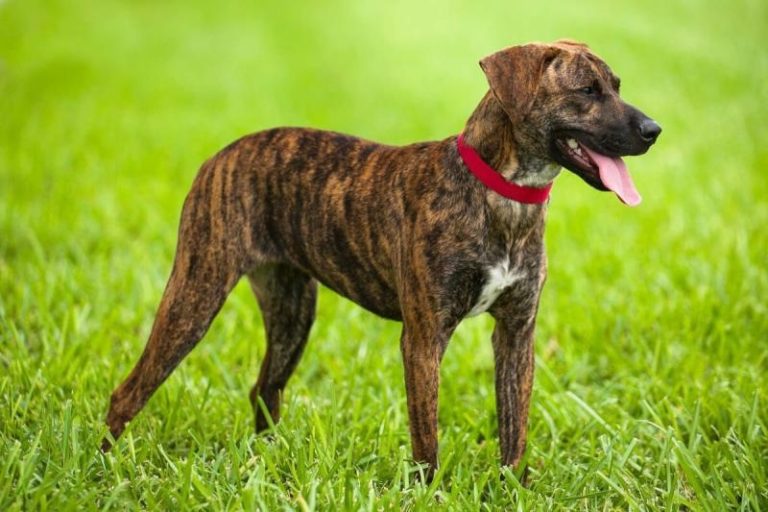Treeing Tennessee Brindle - Dog Breed Information, Photo, Care, History ...