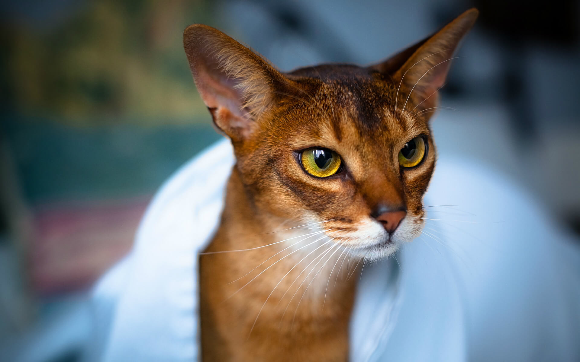 Abyssinian - Сat Breed Information, Photo, Care, History - Fello.pet