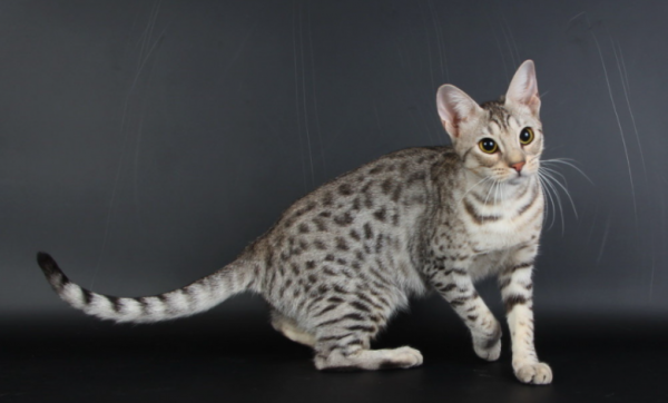 Australian Mist - Сat Breed Information, Photo, Care, History - Fello.pet