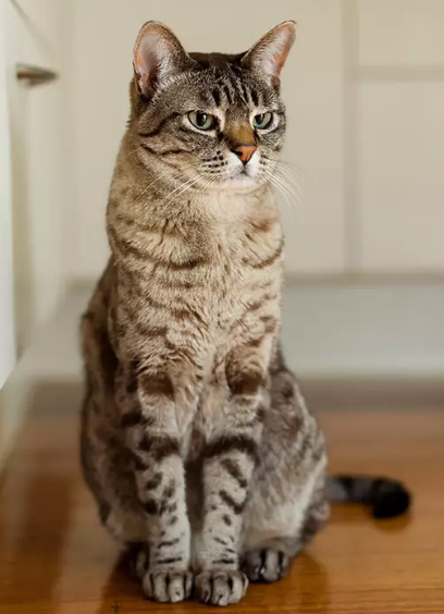 Australian Mist - Сat Breed Information, Photo, Care, History - Fello.pet