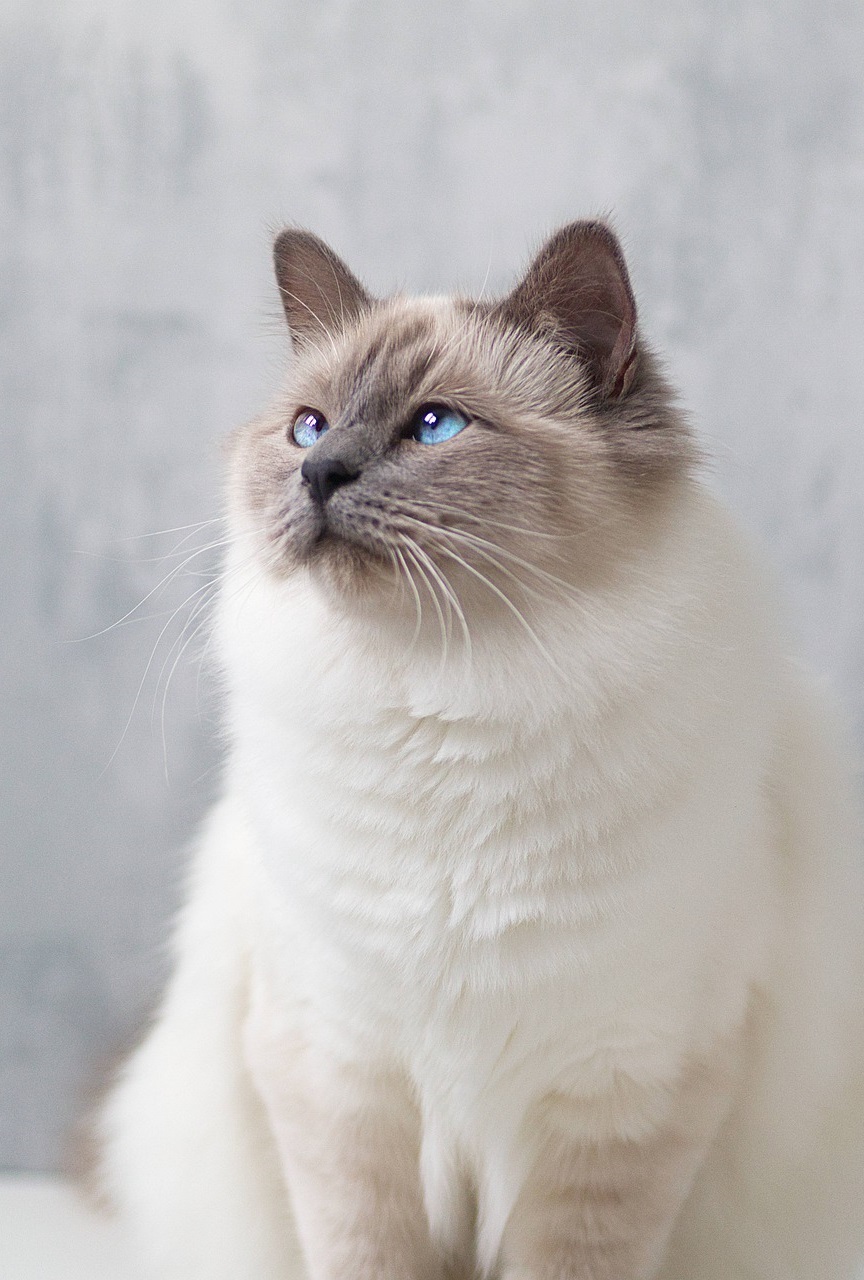 Birman - Сat Breed Information, Photo, Care, History - Fello.pet