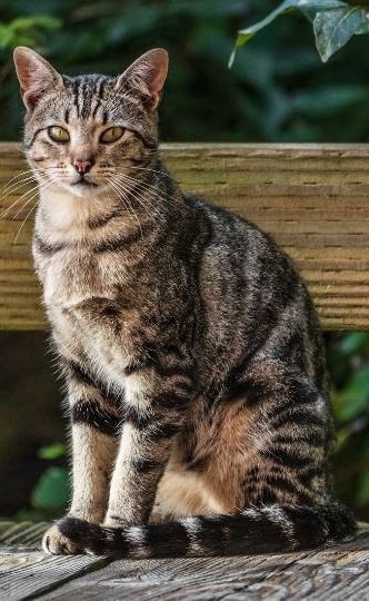 California Spangled - Сat Breed Information, Photo, Care, History ...