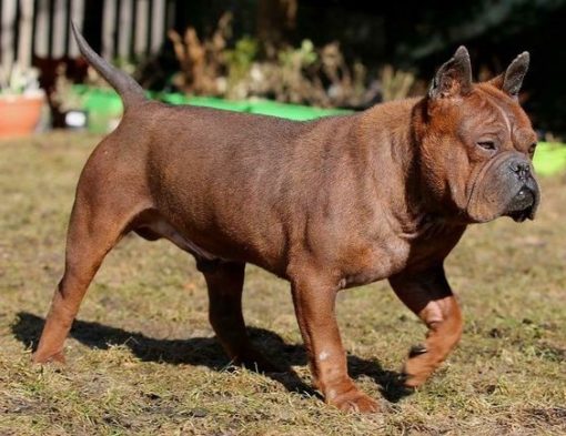 Chinese Chongqing Dog - Dog Breed Information, Photo, Care, History ...