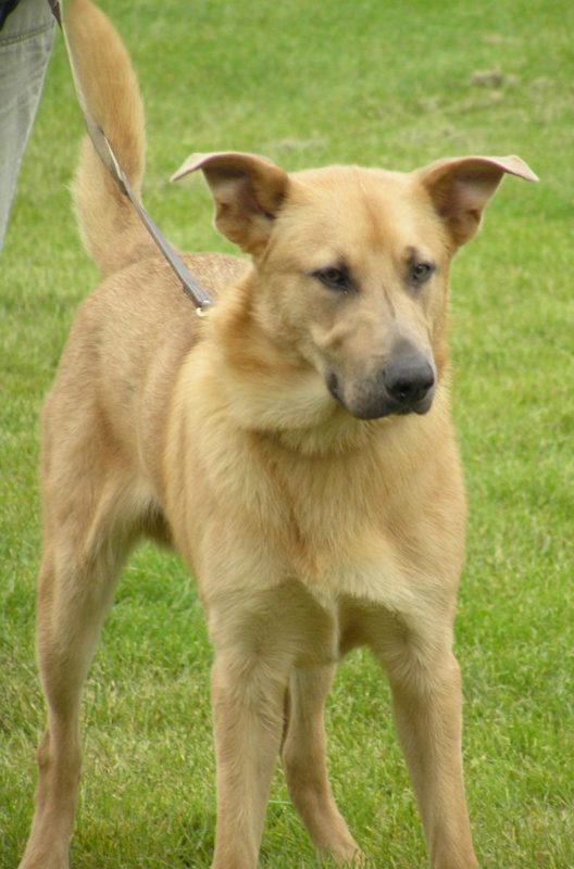 Chinook - Dog Breed Information, Photo, Care, History - Fello.pet