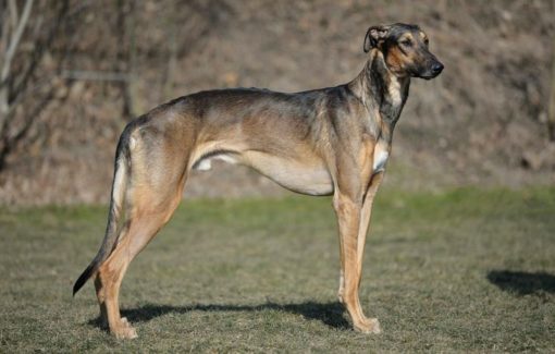 Chortai - Dog Breed Information, Photo, Care, History - Fello.pet