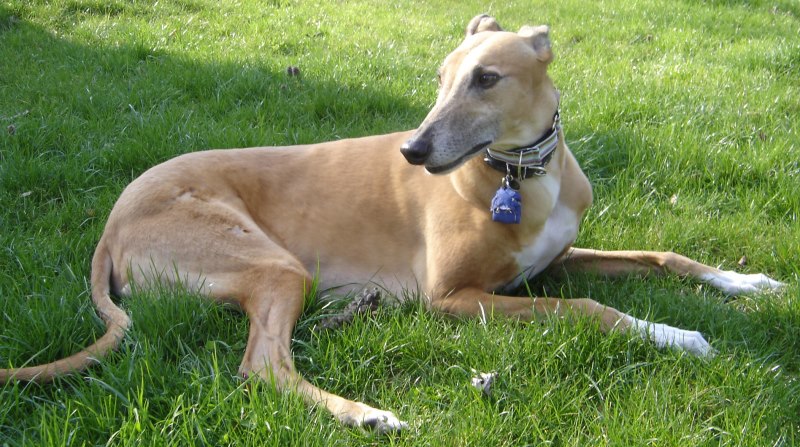 Chortai - Dog Breed Information, Photo, Care, History - Fello.pet