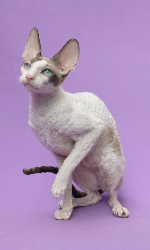 Cornish Rex - Сat Breed Information, Photo, Care, History - Fello.pet