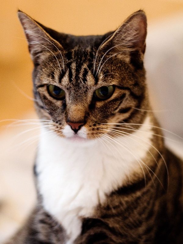Gato Doméstico - Información De Raza De Gato, Foto, Cuidado, Historia ...