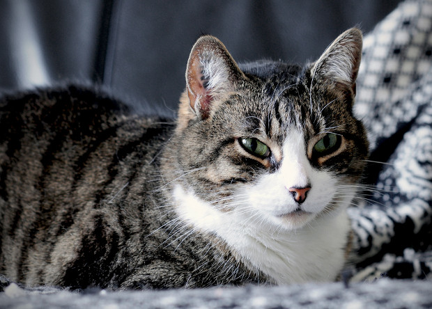 Gato Doméstico - Información De Raza De Gato, Foto, Cuidado, Historia ...
