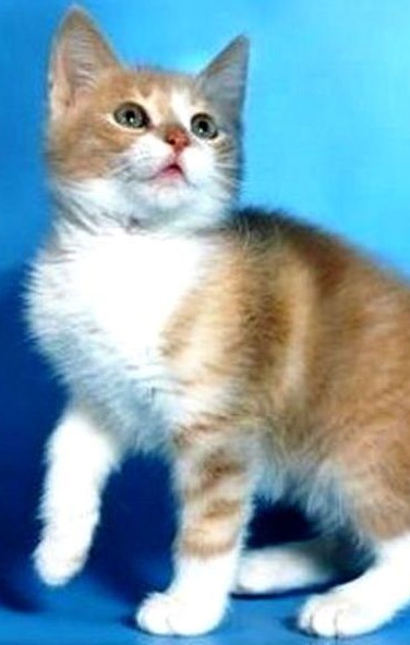 Karelian Bobtail Longhair - Сat Breed Information, Photo, Care, History ...