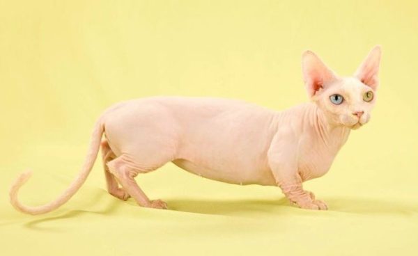 Minskin - Сat Breed Information, Photo, Care, History - Fello.pet