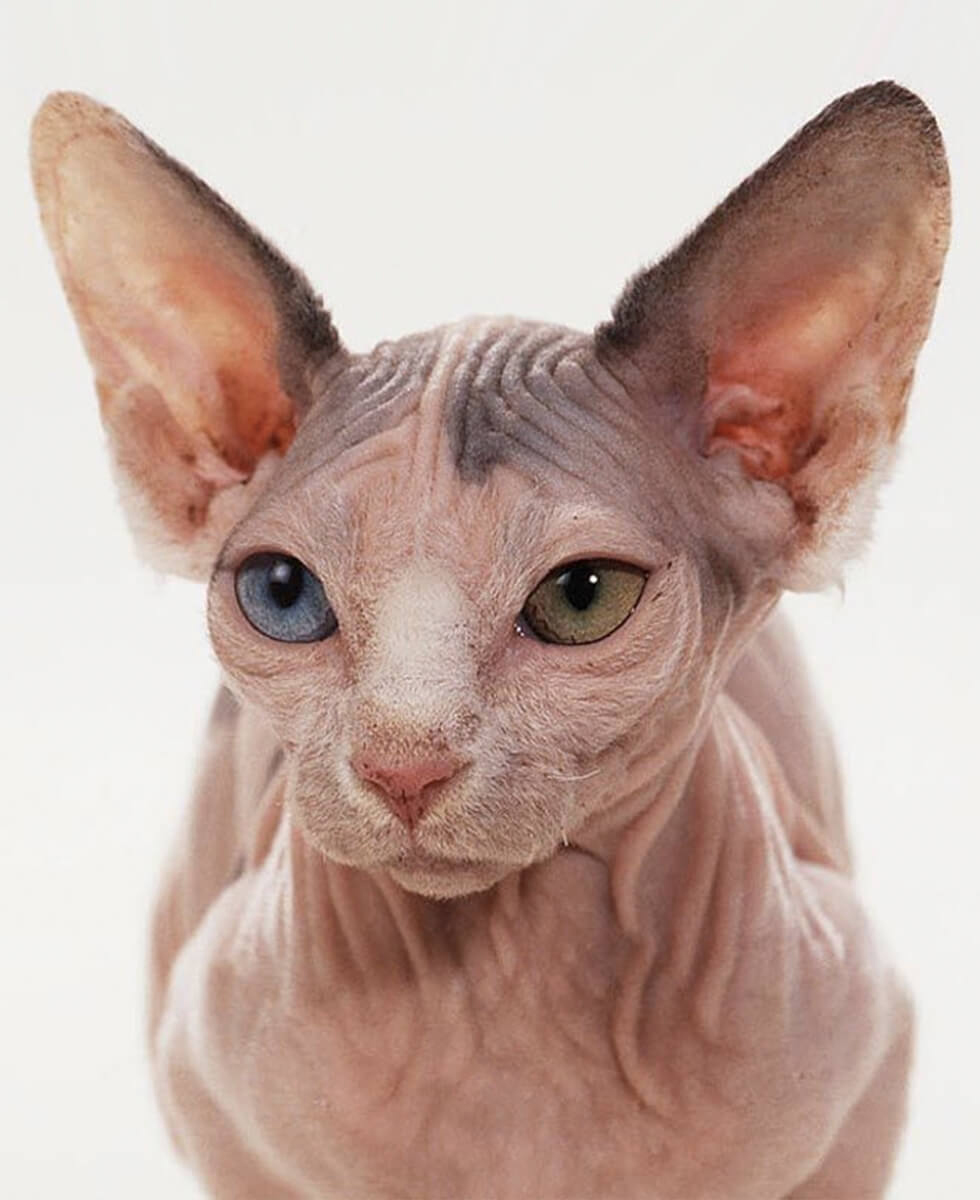 Minskin - Сat Breed Information, Photo, Care, History - Fello.pet