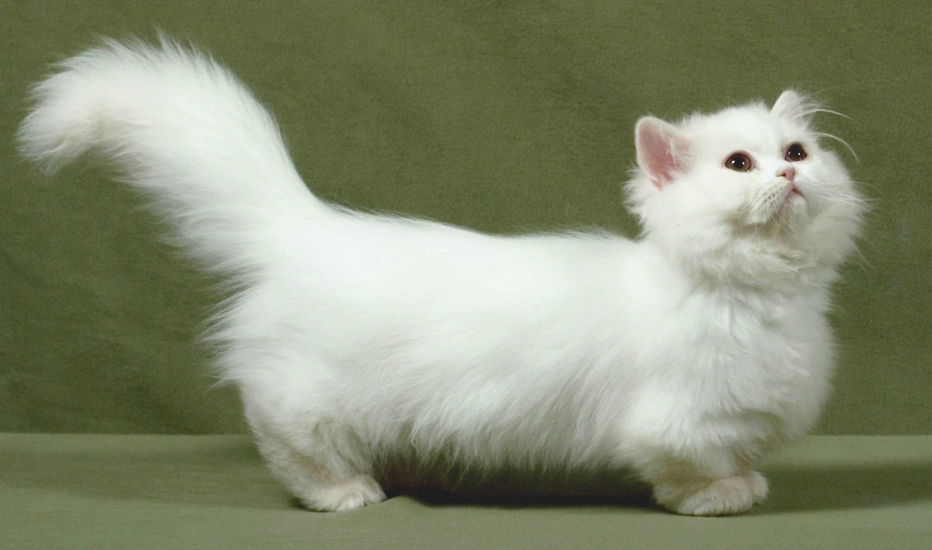 Napoleon Cat