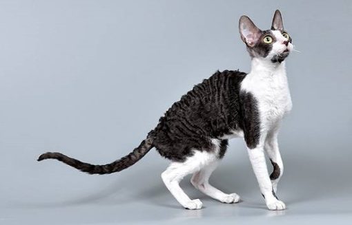 Oregon Rex - Сat Breed Information, Photo, Care, History - Fello.pet