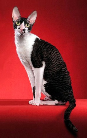 Oregon Rex - Сat Breed Information, Photo, Care, History - Fello.pet