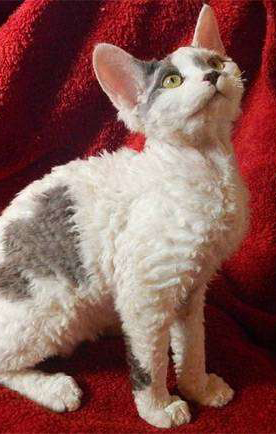 Oregon Rex - Сat Breed Information, Photo, Care, History - Fello.pet