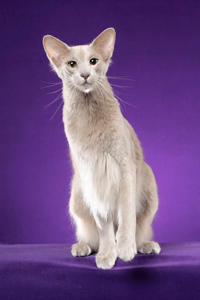 🐱 Oriental Longhair - Сat Breed Information, Photo, Care, History - Fello.pet