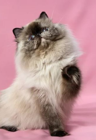 Blue Color Point Persian Cat