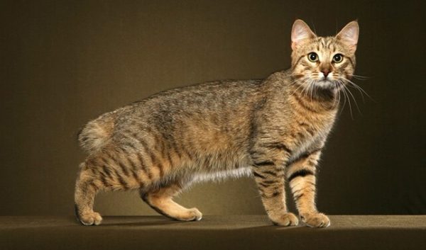 Pixie-bob Shorthair - Сat Breed Information, Photo, Care, History ...