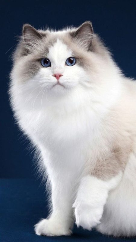 Ragdoll - Сat Breed Information, Photo, Care, History - Fello.pet