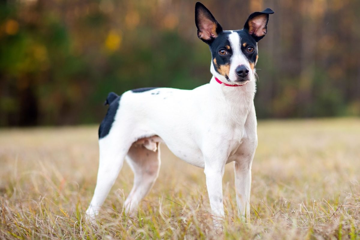 Rat Terrier - Dog Breed Information, Photo, Care, History - Fello.pet