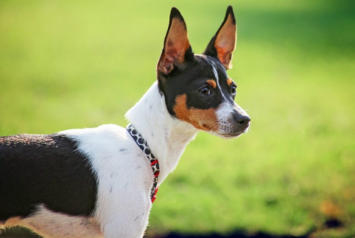 Rat Terrier - Dog Breed Information, Photo, Care, History - Fello.pet
