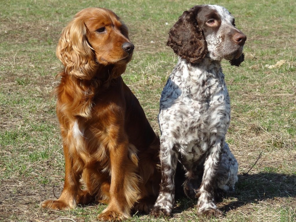 🐶 Russian Spaniel - Dog Breed Information, Photo, Care, History - Fello.pet