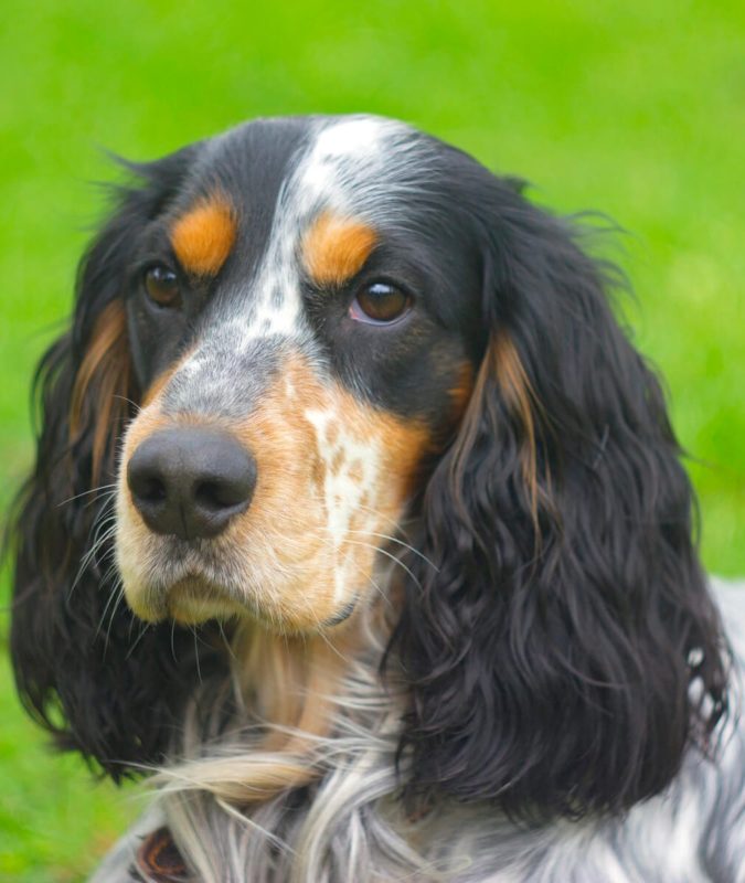 Russian Spaniel - Dog Breed Information, Photo, Care, History - Fello.pet