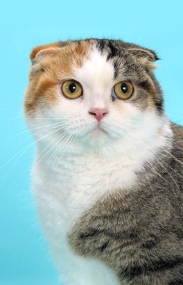 Scottish Fold - Сat Breed Information, Photo, Care, History - Fello.pet