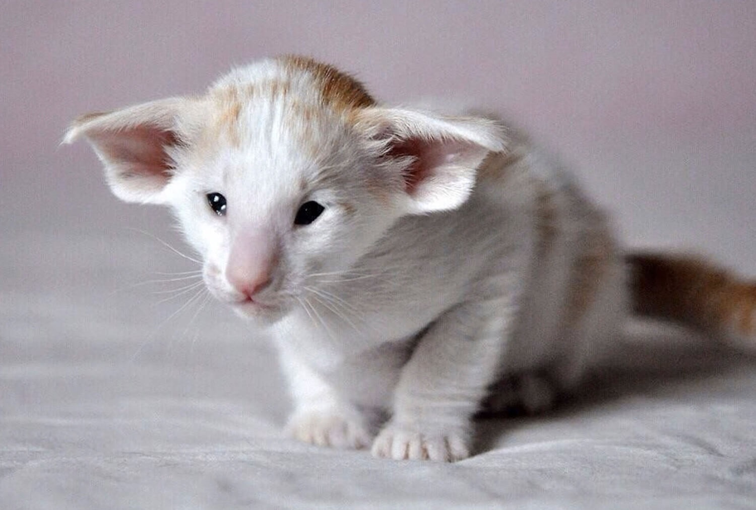 Seychellois Longhair - Сat Breed Information, Photo, Care, History - Fello.pet
