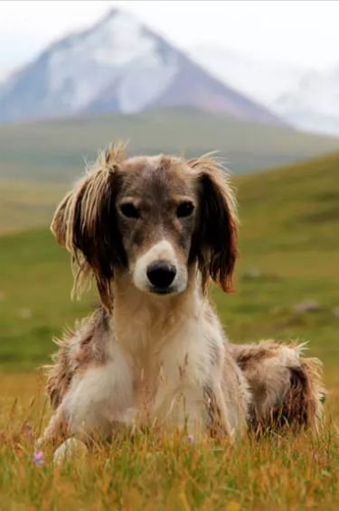 Taigan - Dog Breed Information, Photo, Care, History - Fello.pet