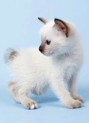 Toybob (Skif-Thai-Don) - Сat Breed Information, Photo, Care, History ...