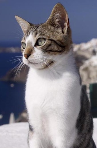 Aegean - Сat Breed Information, Photo, Care, History - Fello.pet