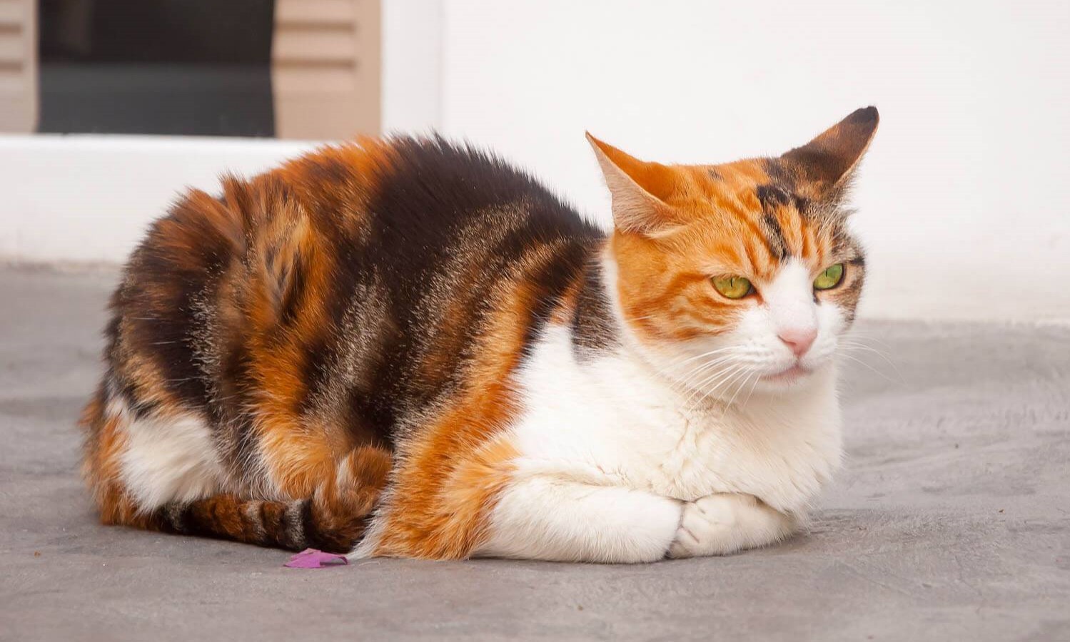 Aegean - Сat Breed Information, Photo, Care, History - Fello.pet