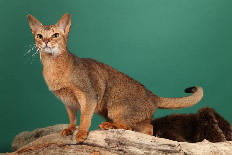 Ceylon - Сat Breed Information, Photo, Care, History - Fello.pet