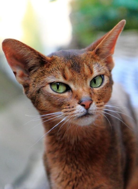 🐱 Ceilán - Información De Raza De Gato, Foto, Cuidado, Historia - Fello.pet