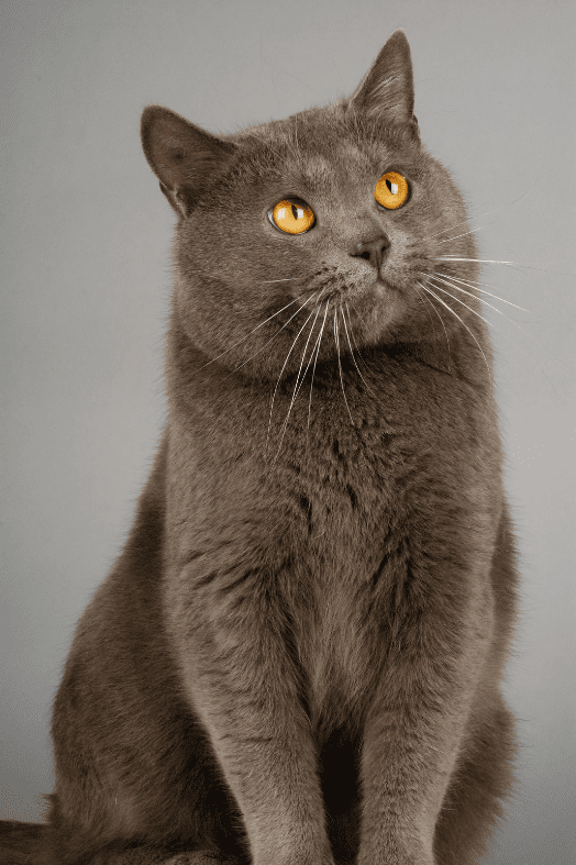 🐱 Chartreux - Información De Raza De Gato, Foto, Cuidado, Historia ...