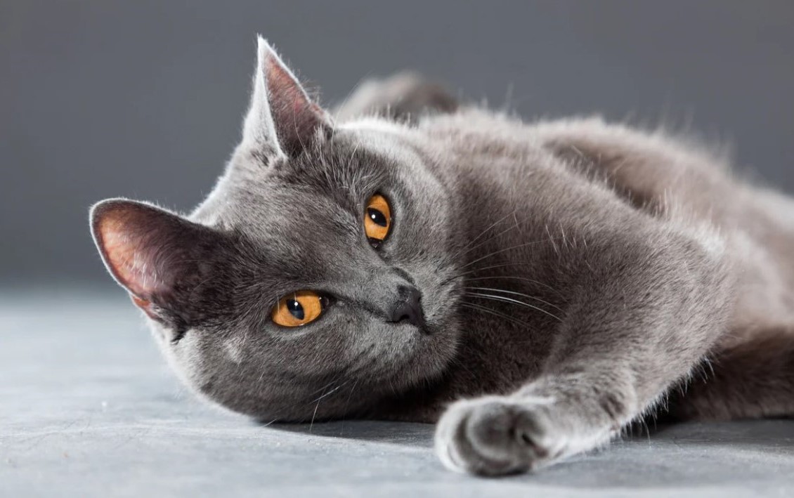 Chartreux - Сat Breed Information, Photo, Care, History - Fello.pet