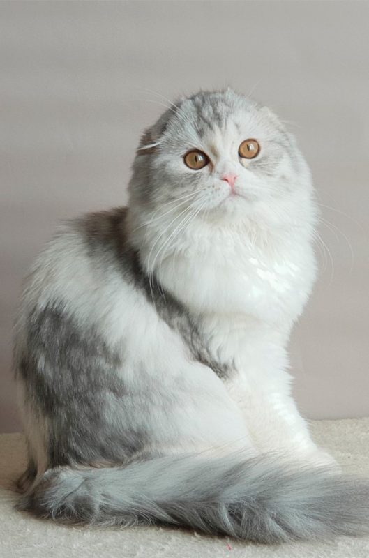 Highland Fold - Información De Raza De Gato, Foto, Cuidado, Historia ...