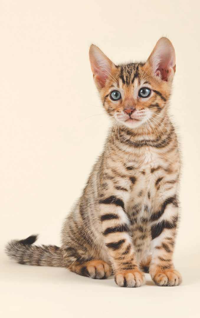 Toyger - Сat Breed Information, Photo, Care, History - Fello.pet
